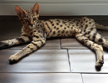 Le chat Savannah – Chatterie Élite Savannah